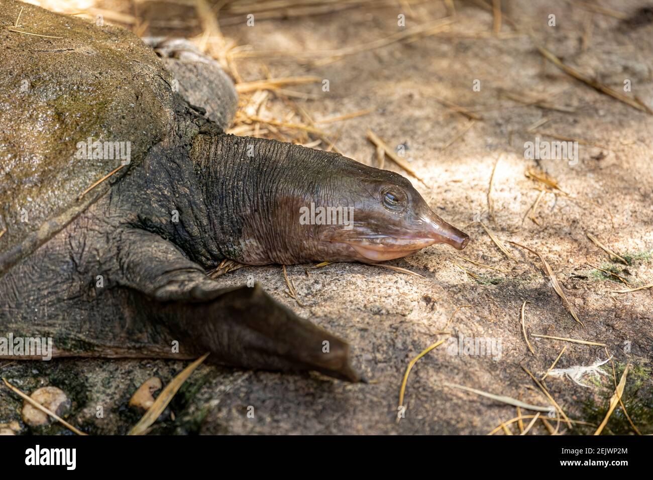 A large soft-bodied turtle - Trionychoidea Stock Photo - Alamy