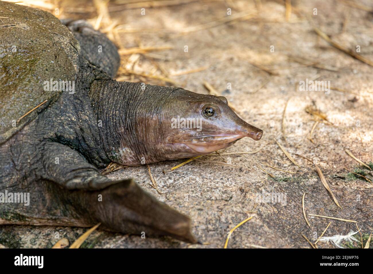 Trionychoidea hi-res stock photography and images - Alamy