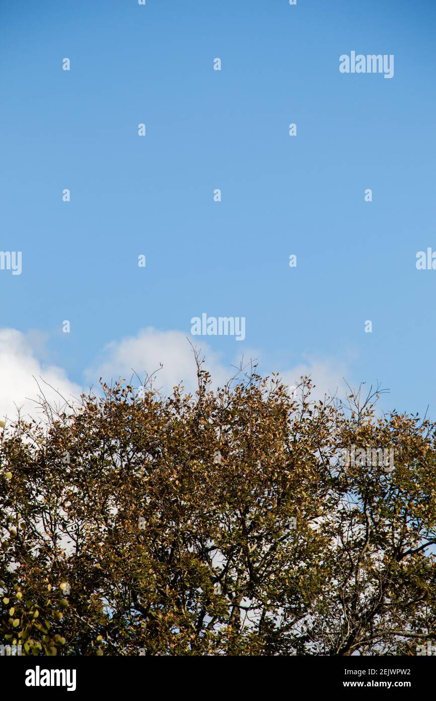 Top part of tree leaves with branches with sky view Stock Photo - Alamy