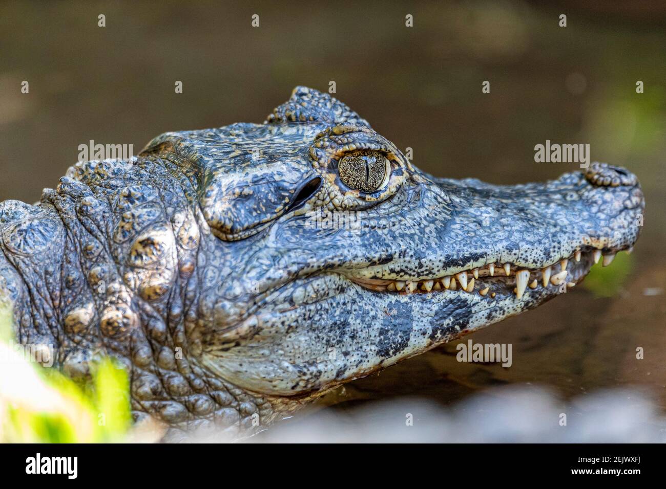 Alligator sunbathing on the grass Stock Photo - Alamy