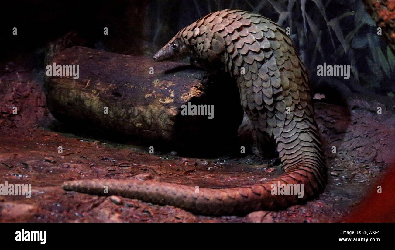 Biggie, a pangolin at the Brookfield Zoo, moves in his enclosure on Feb ...