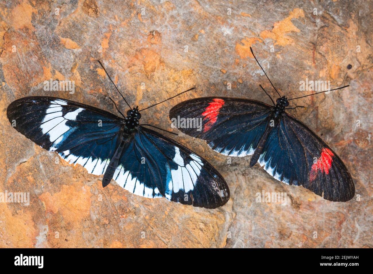 Top view of tropical butterflies on a rock surface Stock Photo - Alamy