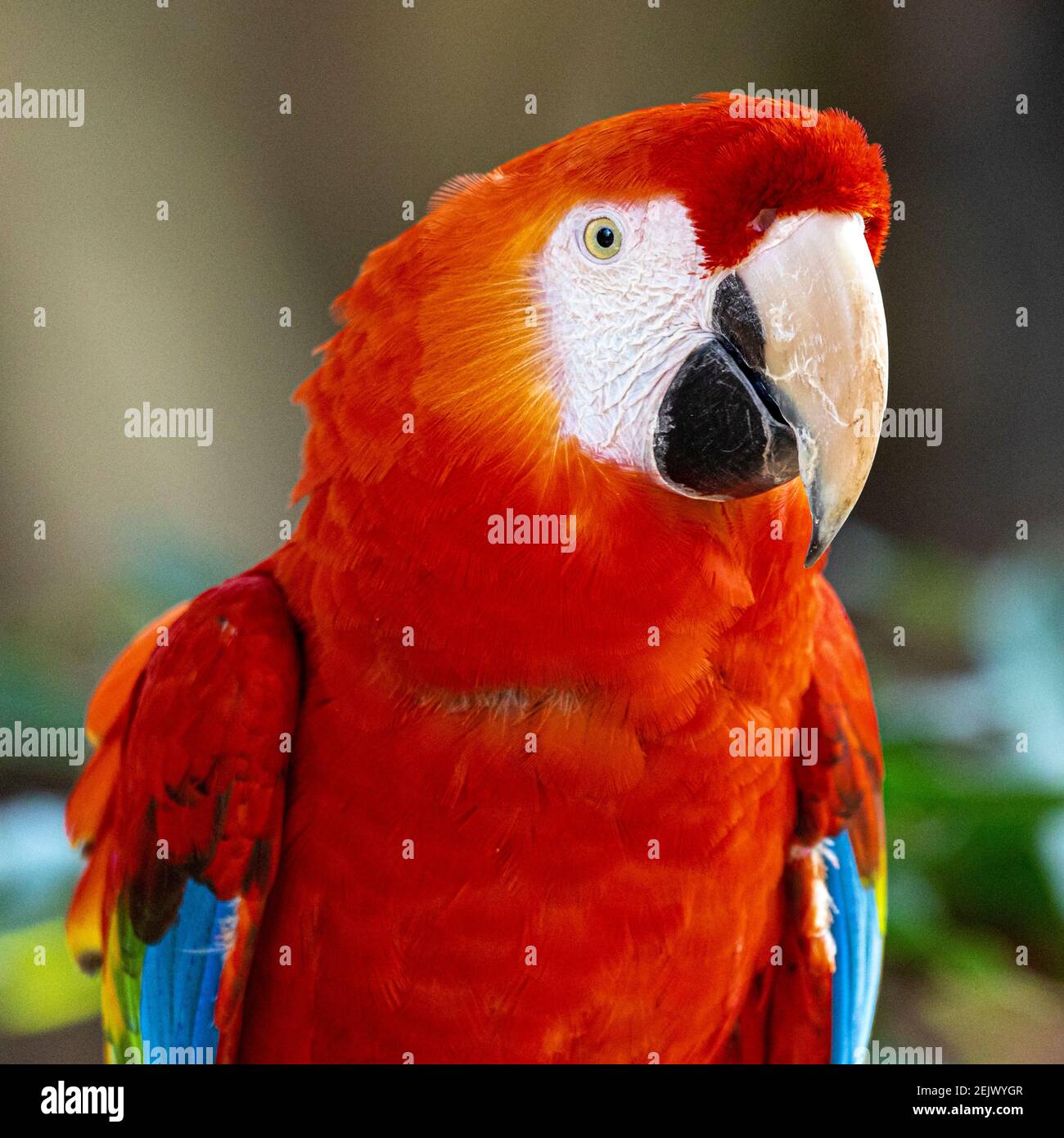 Ara chloropterus cute hi-res stock photography and images - Alamy