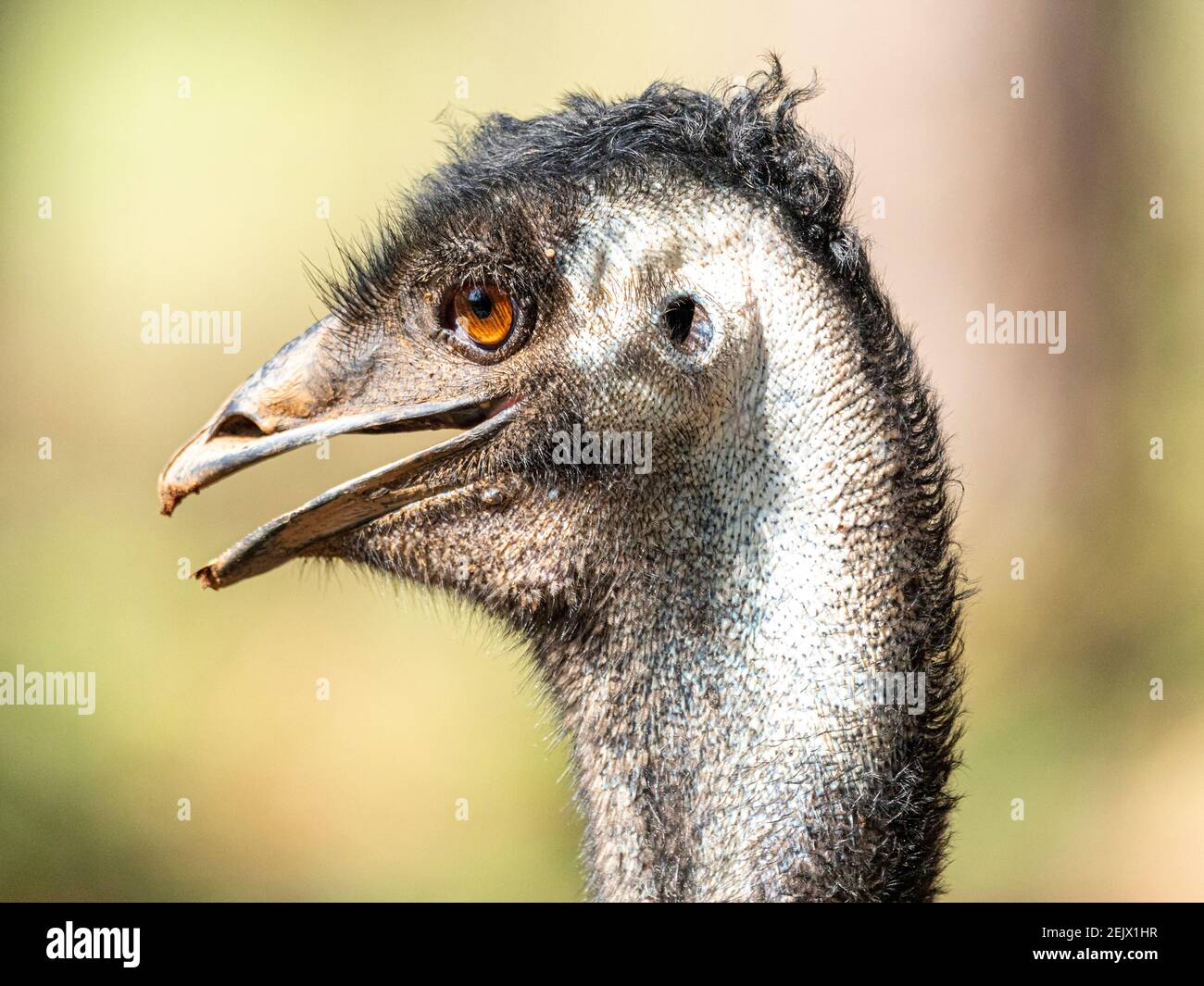 The emu is the second-largest living bird by height, after its ratite ...