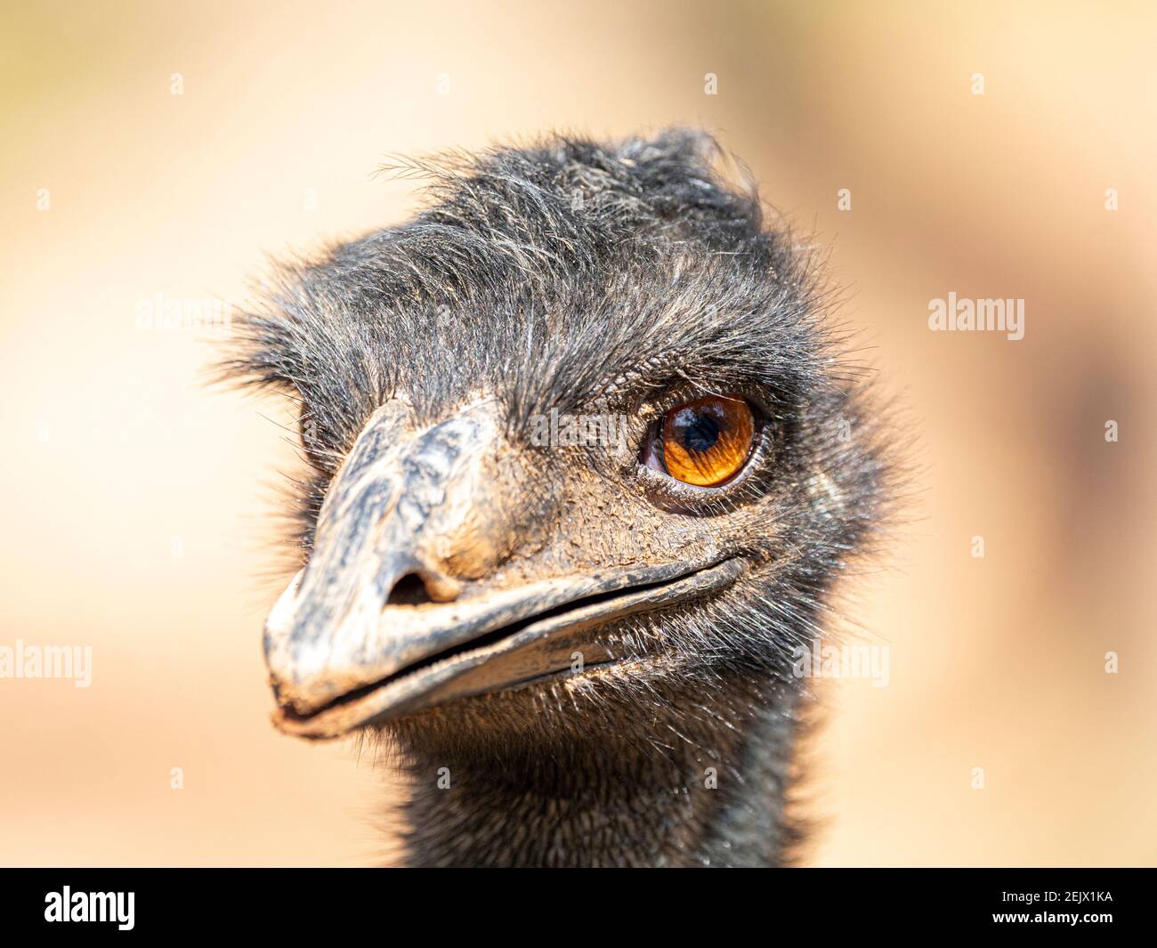 The emu is the second-largest living bird by height, after its ratite ...