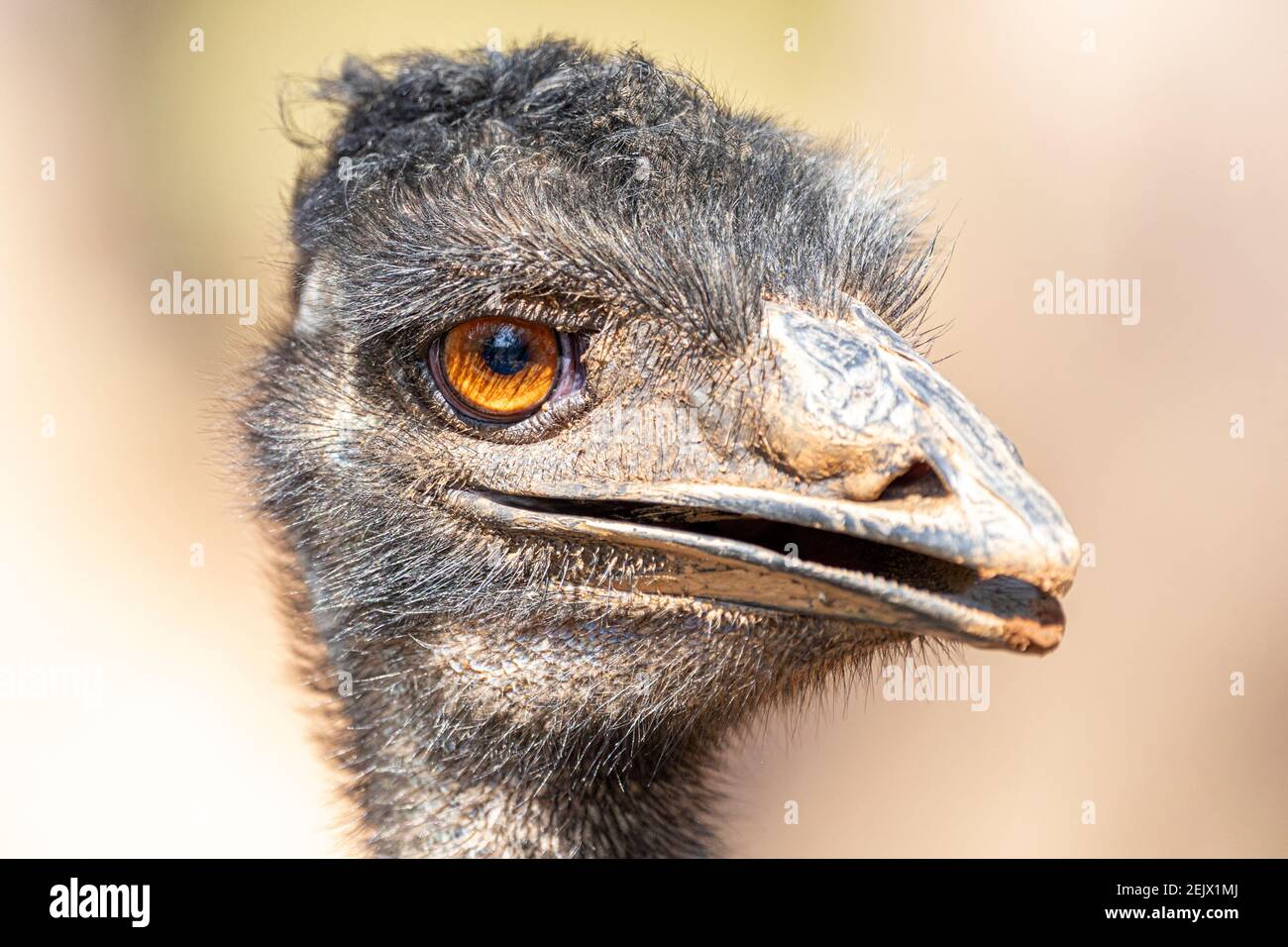 The emu is the second-largest living bird by height, after its ratite ...