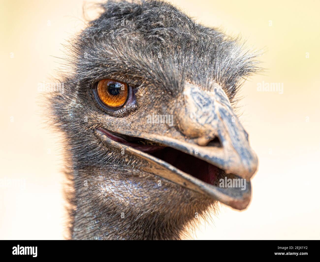 The emu is the second-largest living bird by height, after its ratite ...