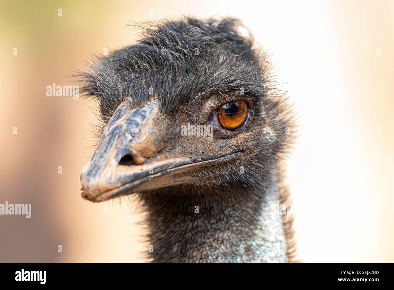 The emu is the second-largest living bird by height, after its ratite ...