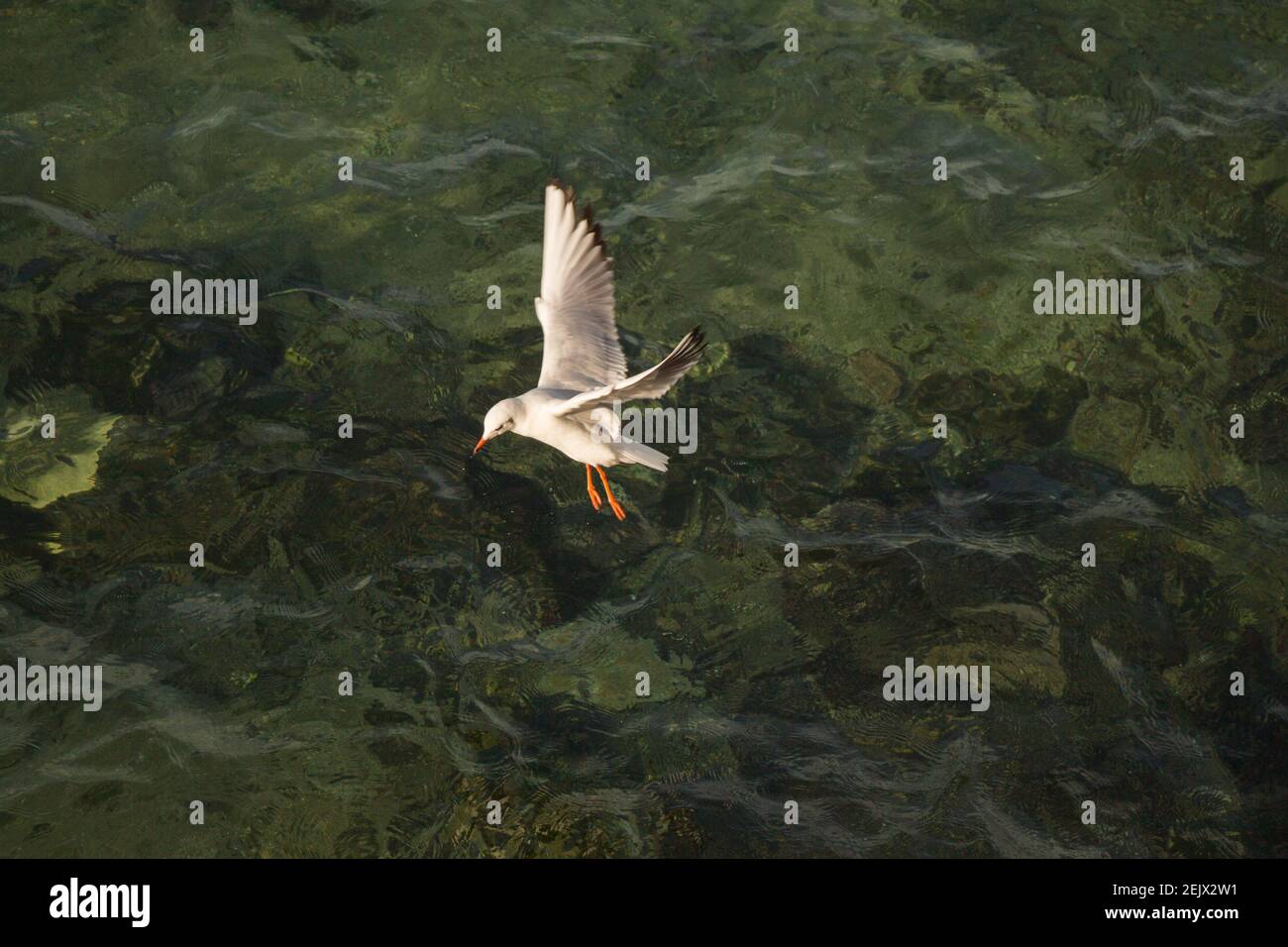 Seagull is seen over the sea water as sea bird Stock Photo - Alamy
