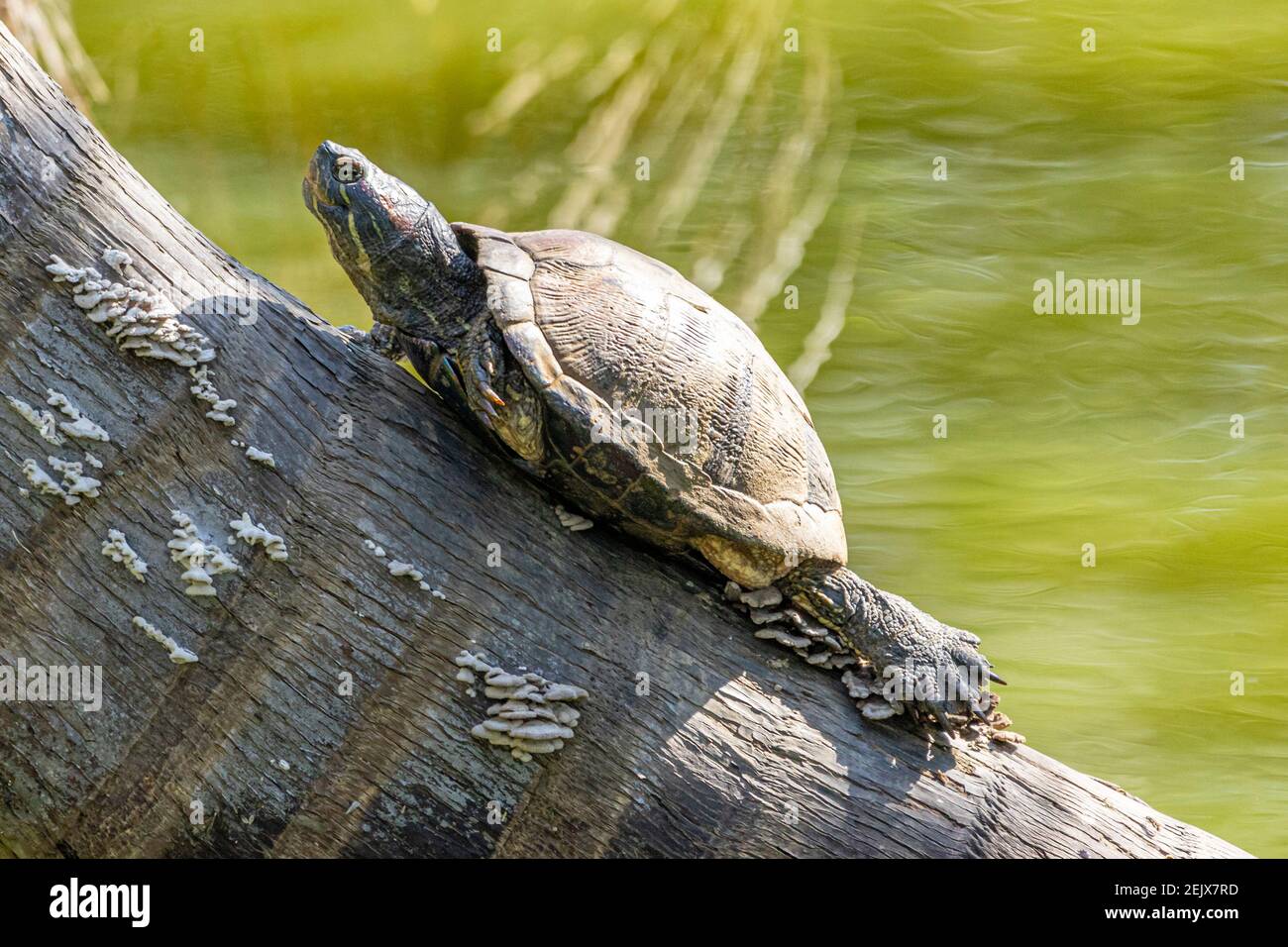 turtles in the sun on the lake Stock Photo - Alamy
