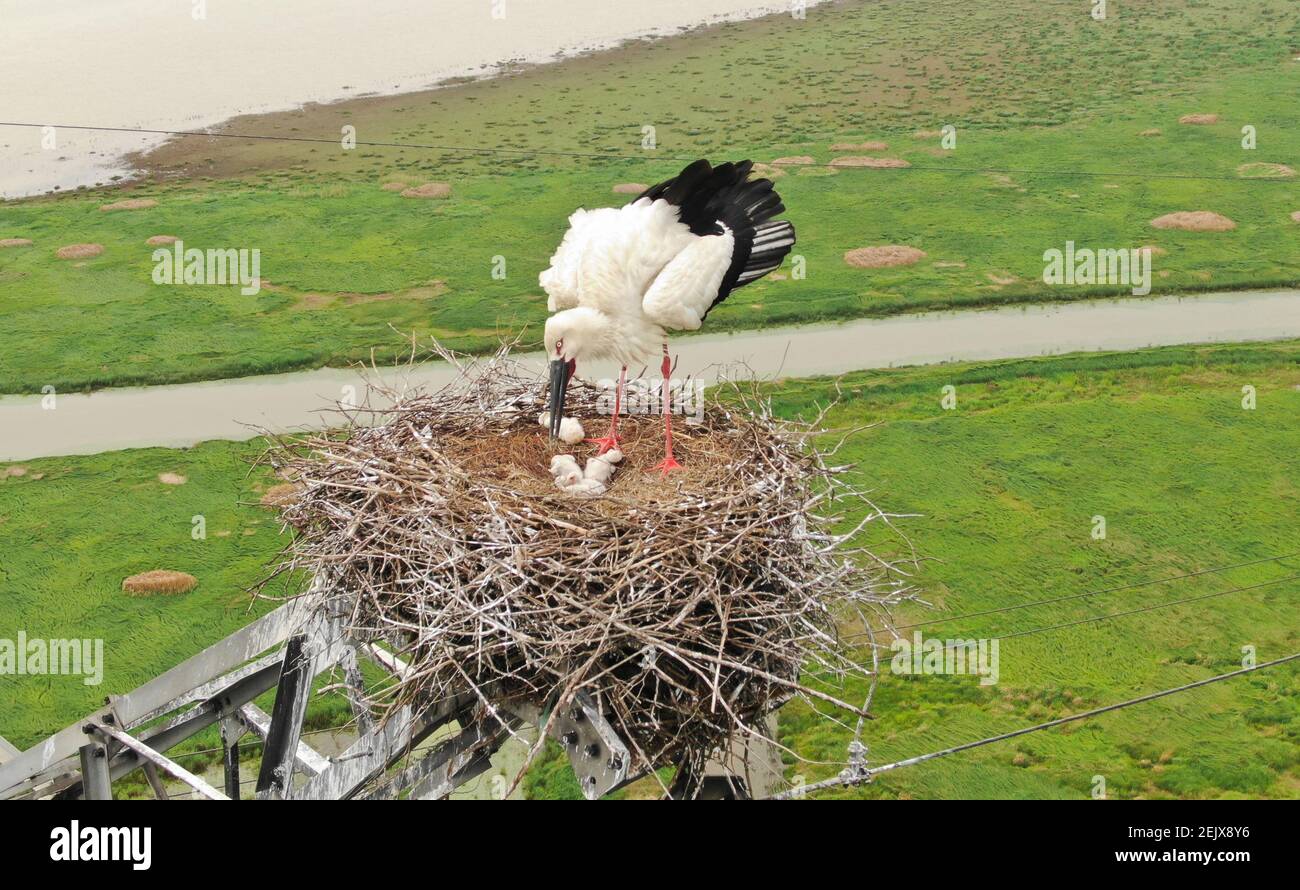 An aerial view of a white stork taking care of five little white storks ...