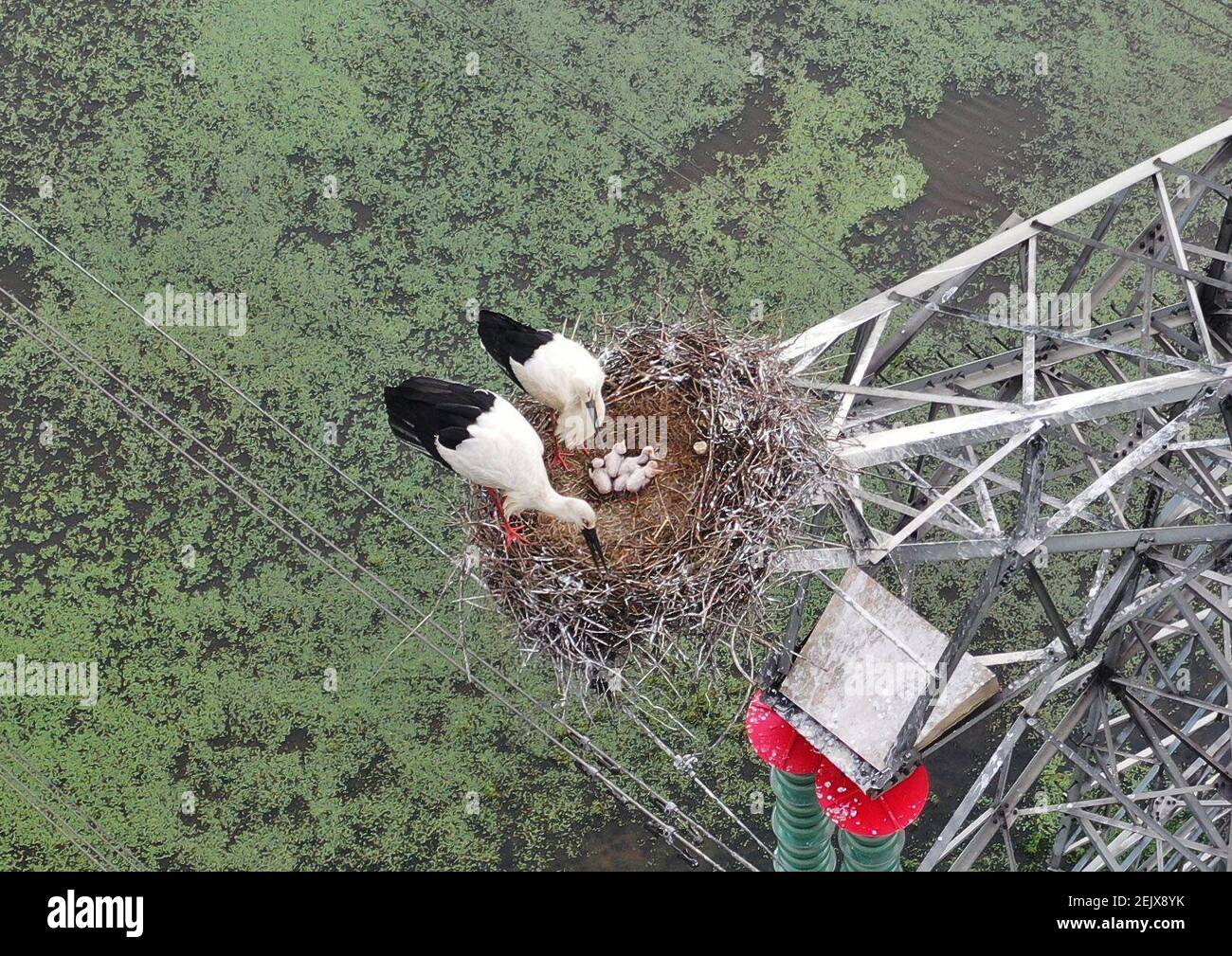 An aerial view of a white stork couple taking care of five little white ...