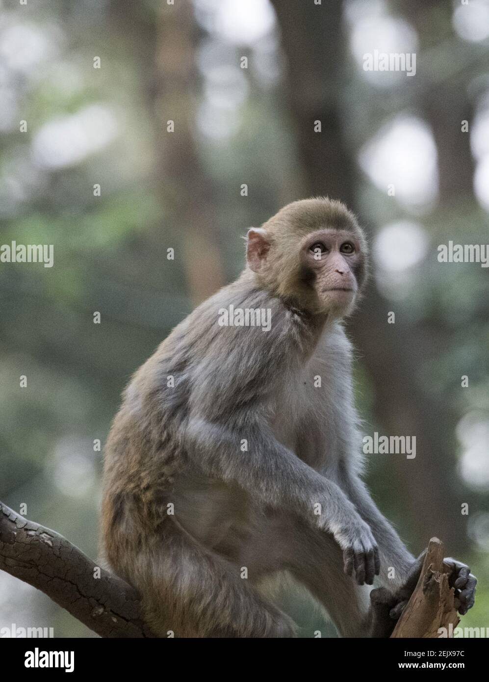 Macaque in Forest Park, Guiyang City, Guizhou Province, China, March 24 ...