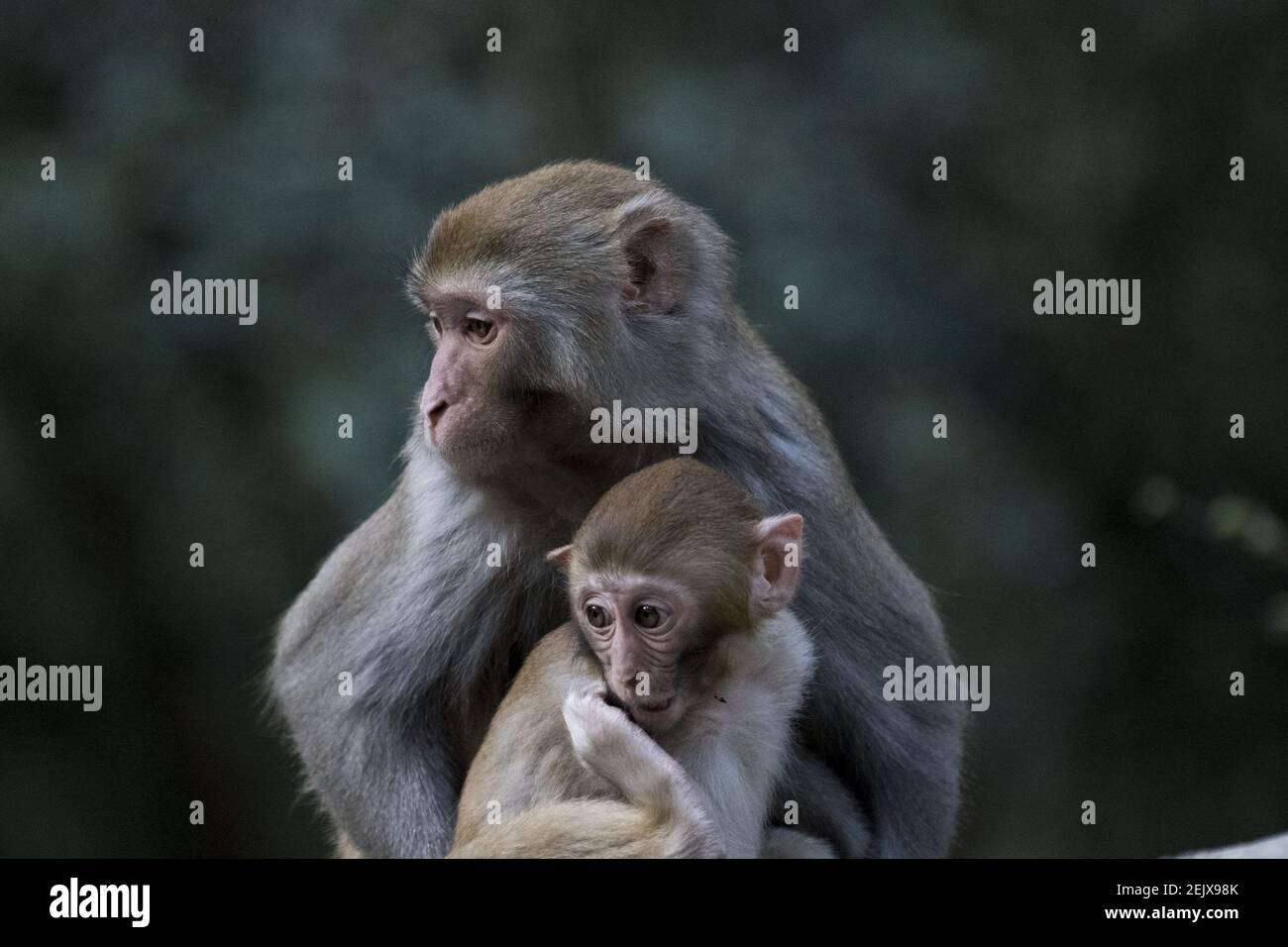Macaque in Forest Park, Guiyang City, Guizhou Province, China, March 24 ...