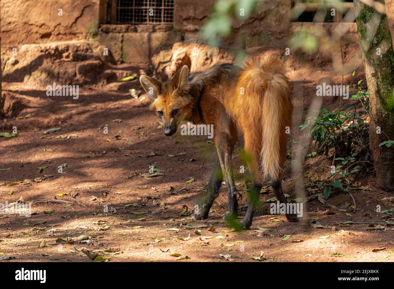 Maned wolf (Chrysocyon brachyurus) walking in the zoo Stock Photo - Alamy