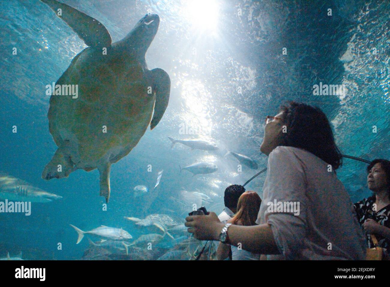 Shanghaiï¼ŒCHINA-Shanghai ocean aquarium is one of the largest ...