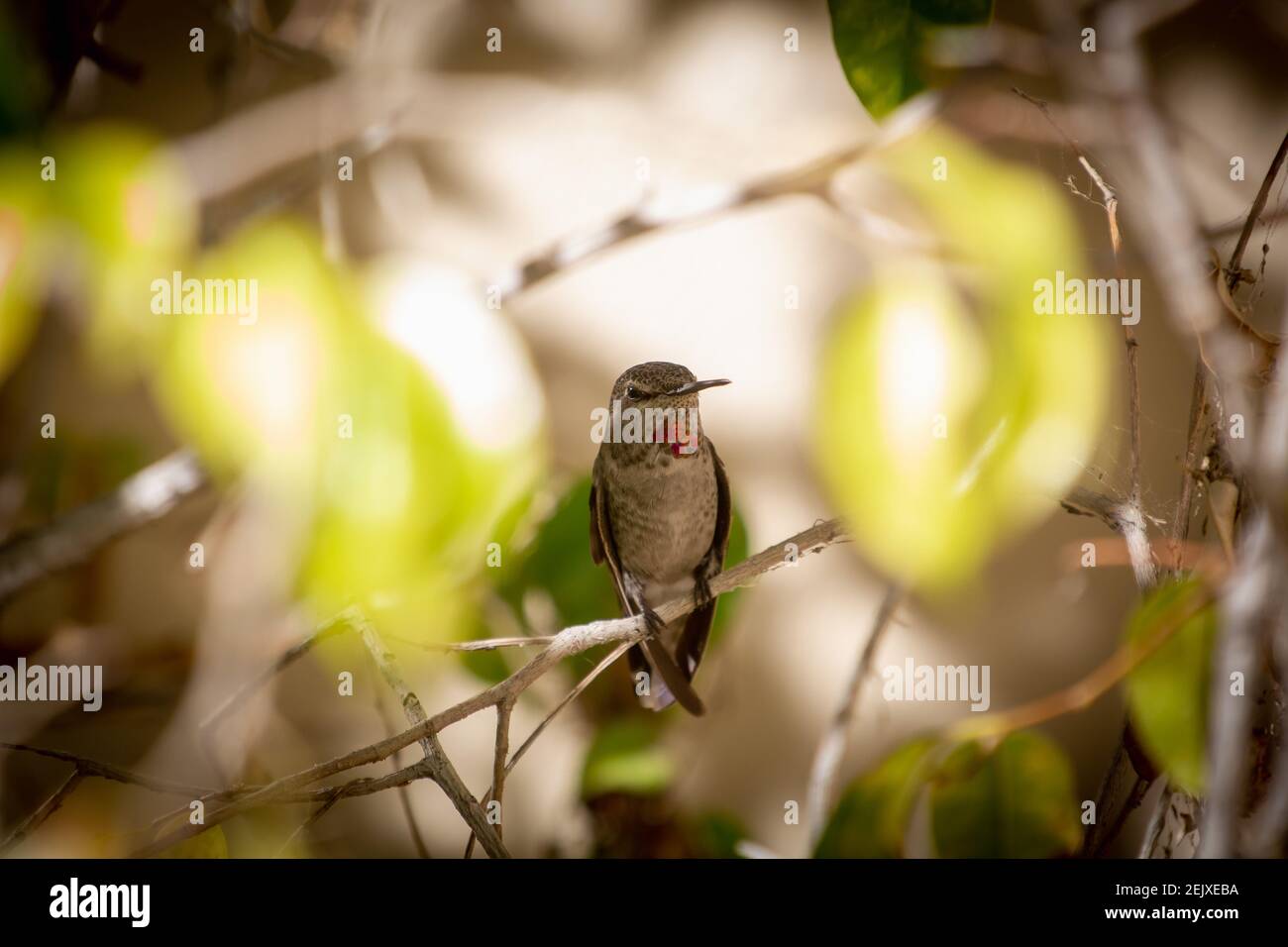 A humming bird at rest Stock Photo - Alamy