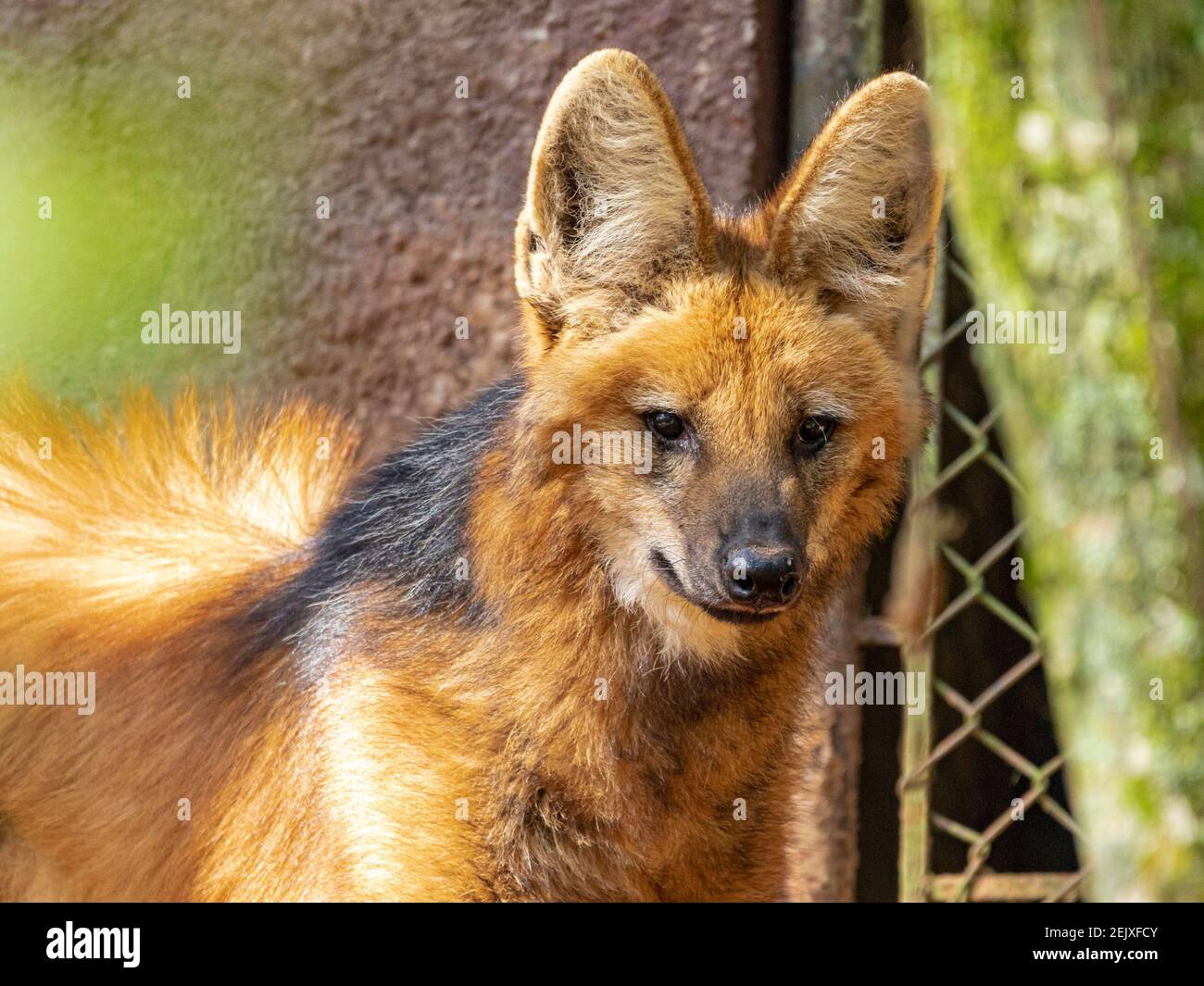 Maned wolf (Chrysocyon brachyurus) walking in the zoo Stock Photo - Alamy