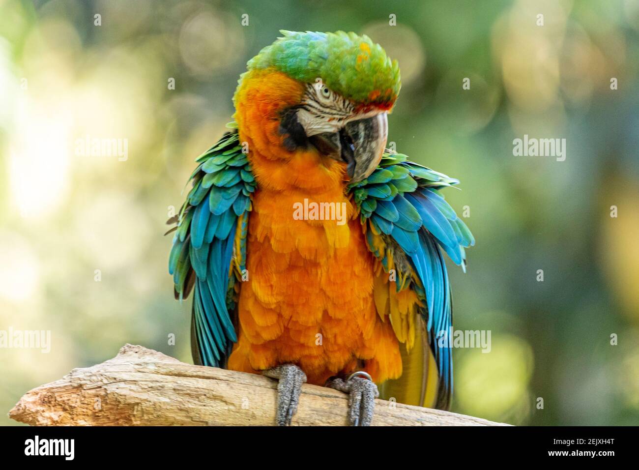 Hybrid macaw. This specimen was a result of the crossbreeding of a ...