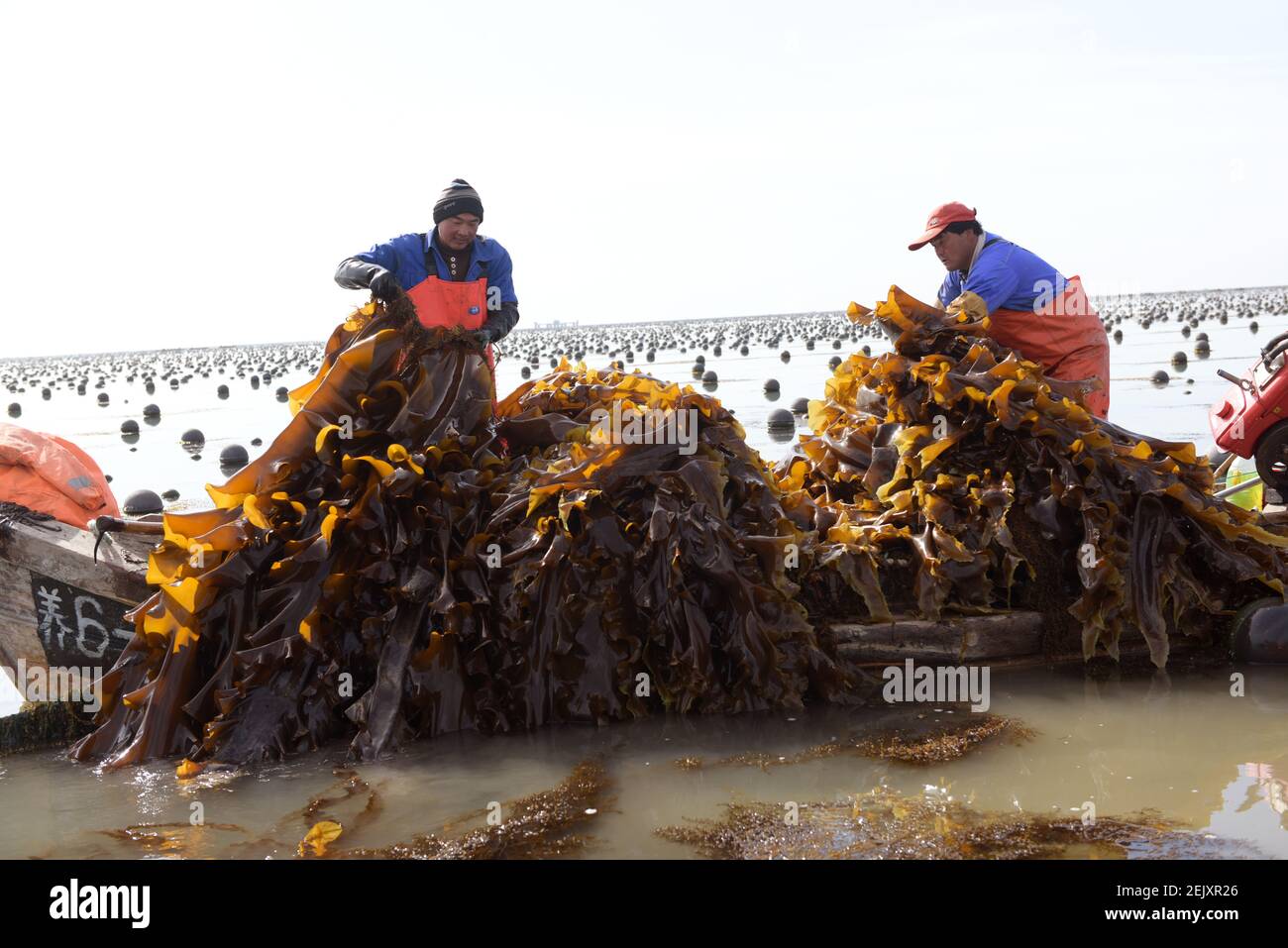 People organize kelp seaweed on a boat in Rongcheng city, east China's ...