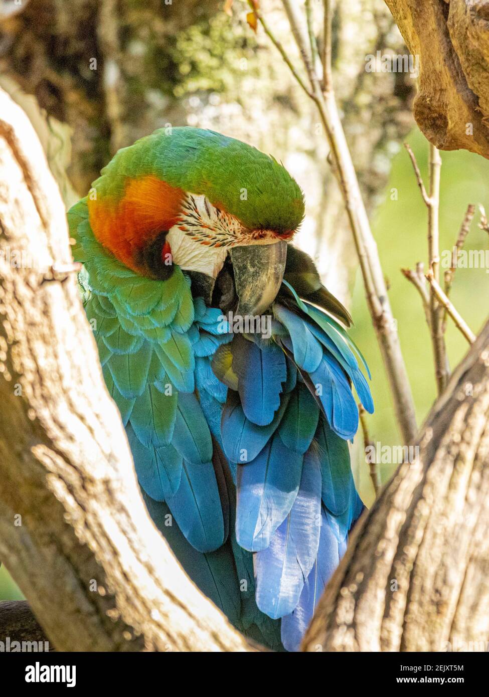 Hybrid macaw. This specimen was a result of the crossbreeding of a ...
