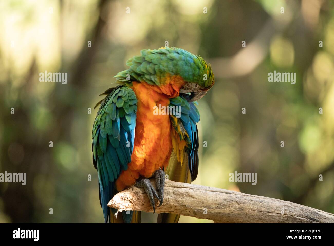 Hybrid macaw. This specimen was a result of the crossbreeding of a ...