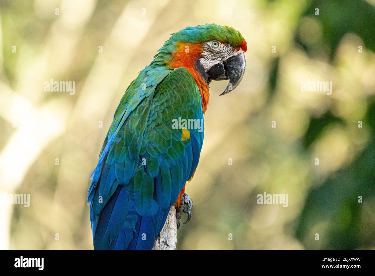 Hybrid macaw. This specimen was a result of the crossbreeding of a ...