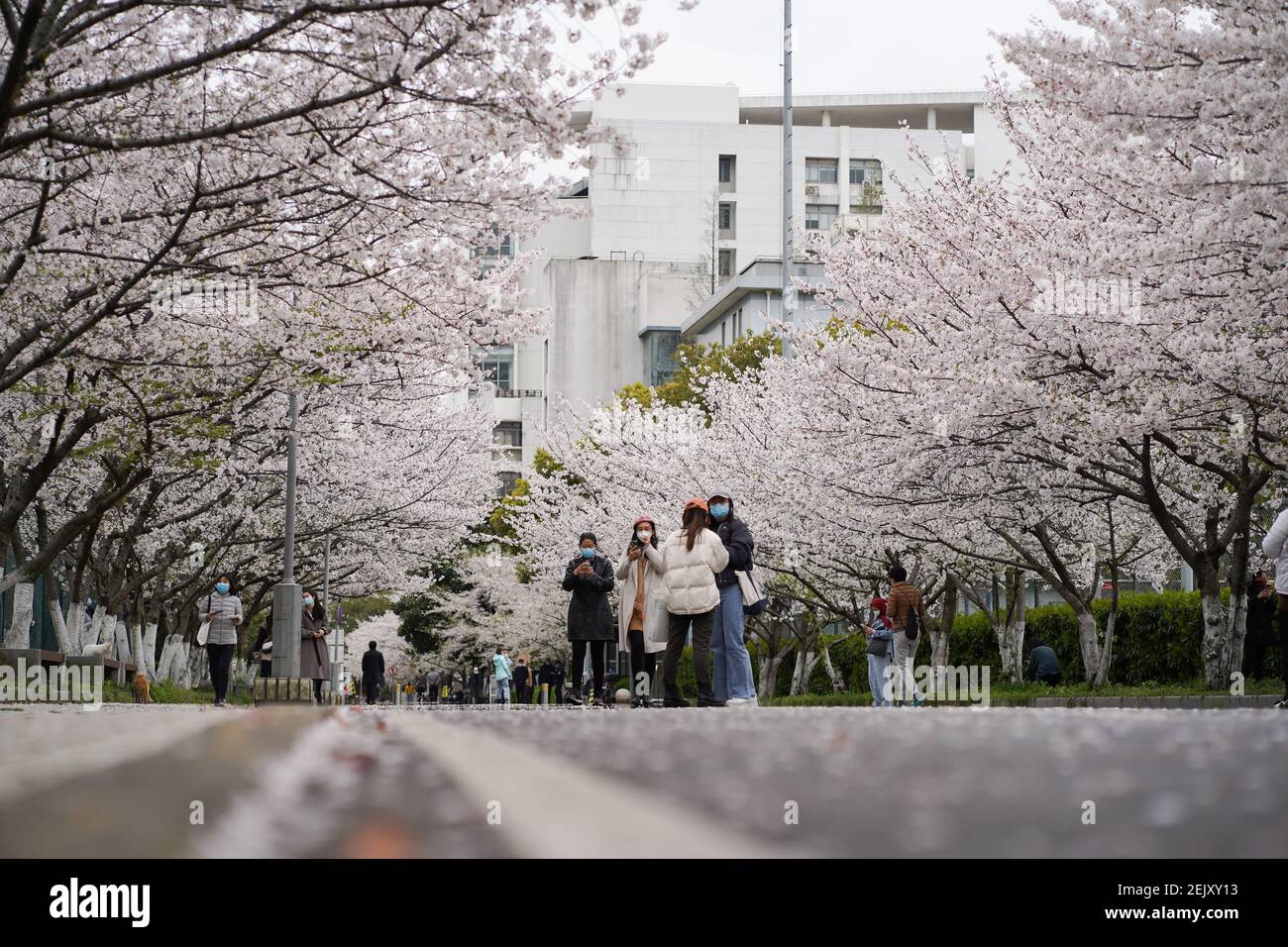 Cherry flowers was in full bloom in Siping Campus of Tonji University ...