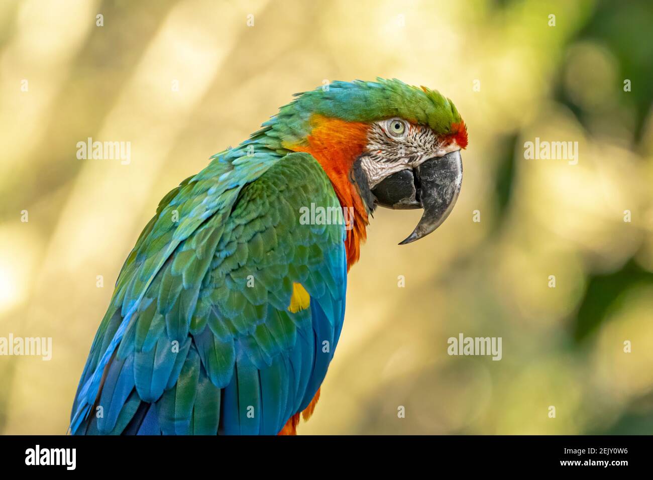 Hybrid macaw. This specimen was a result of the crossbreeding of a ...