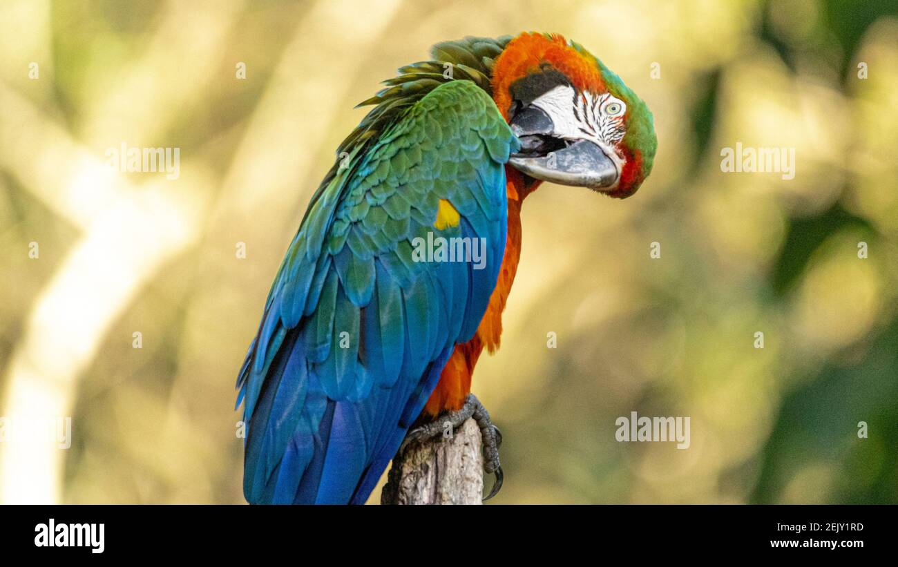 Hybrid macaw. This specimen was a result of the crossbreeding of a ...