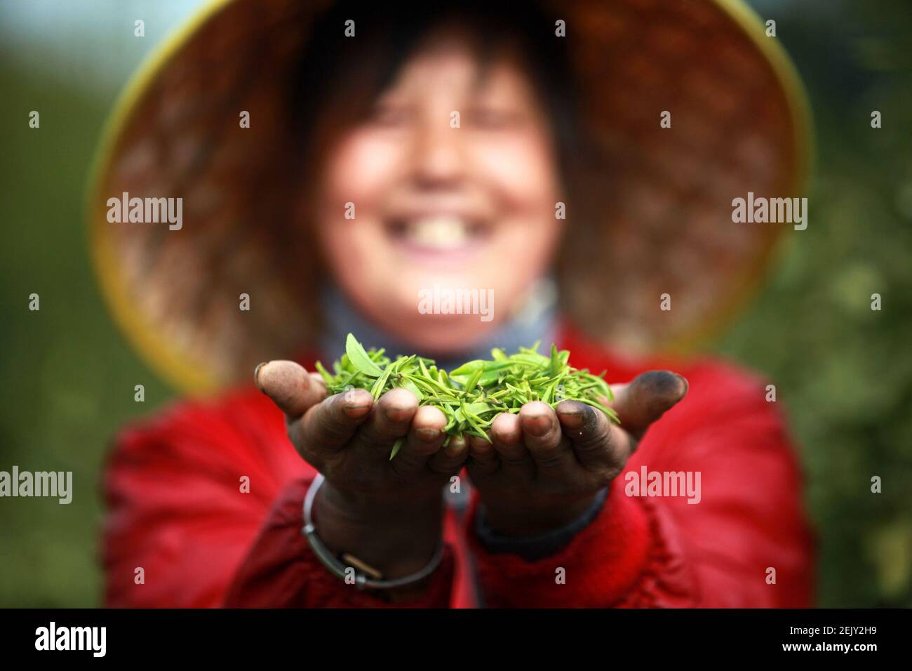 YIZHENG, CHINA - APRIL 3, 2020 - A tea farmer gathers ¡°Pre Ming¡± Tea ...