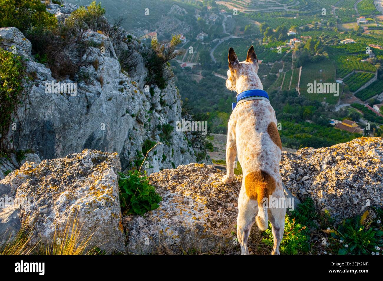 Dog standing on the edge of a huge rocky mountain cliff Stock Photo - Alamy