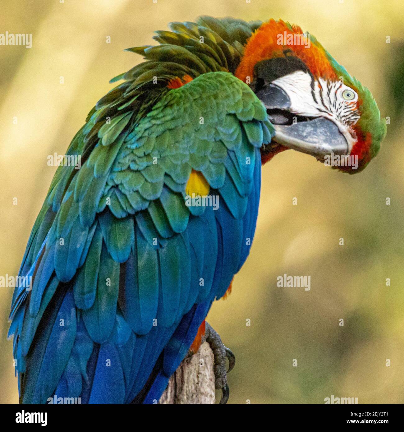 Hybrid macaw. This specimen was a result of the crossbreeding of a ...