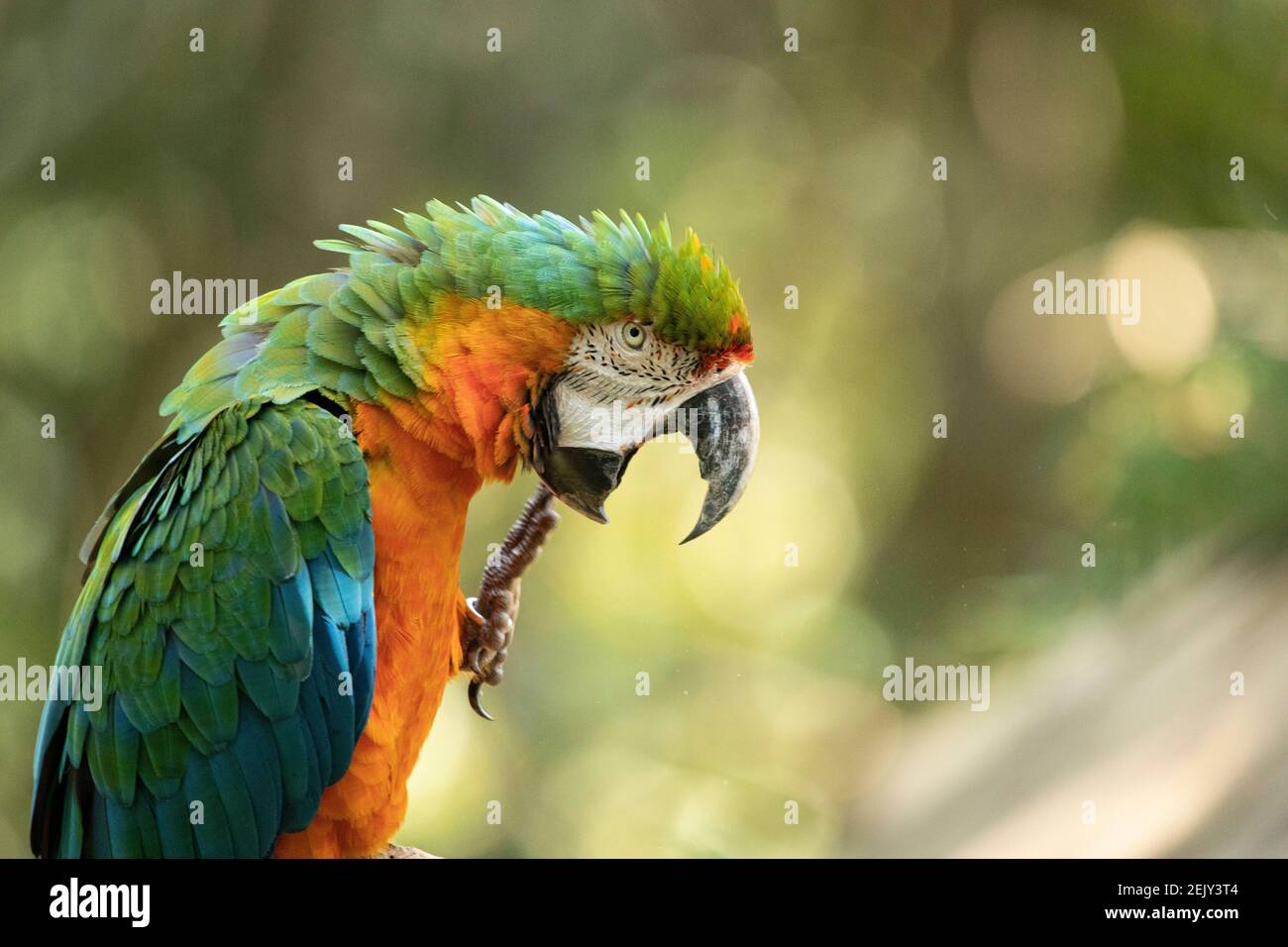 Hybrid macaw. This specimen was a result of the crossbreeding of a ...