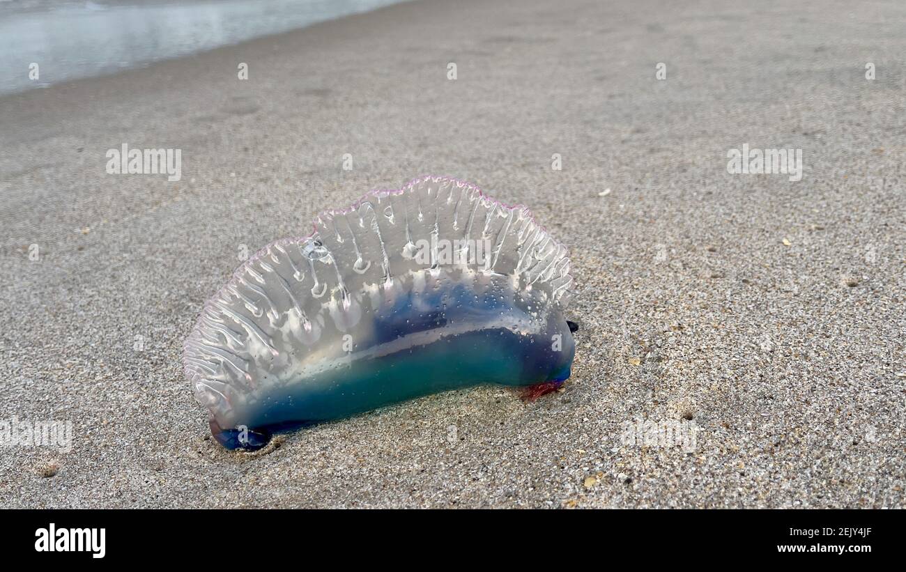 A Portuguese Man o War jellyfish laying on a Atlantic Ocean beach in ...