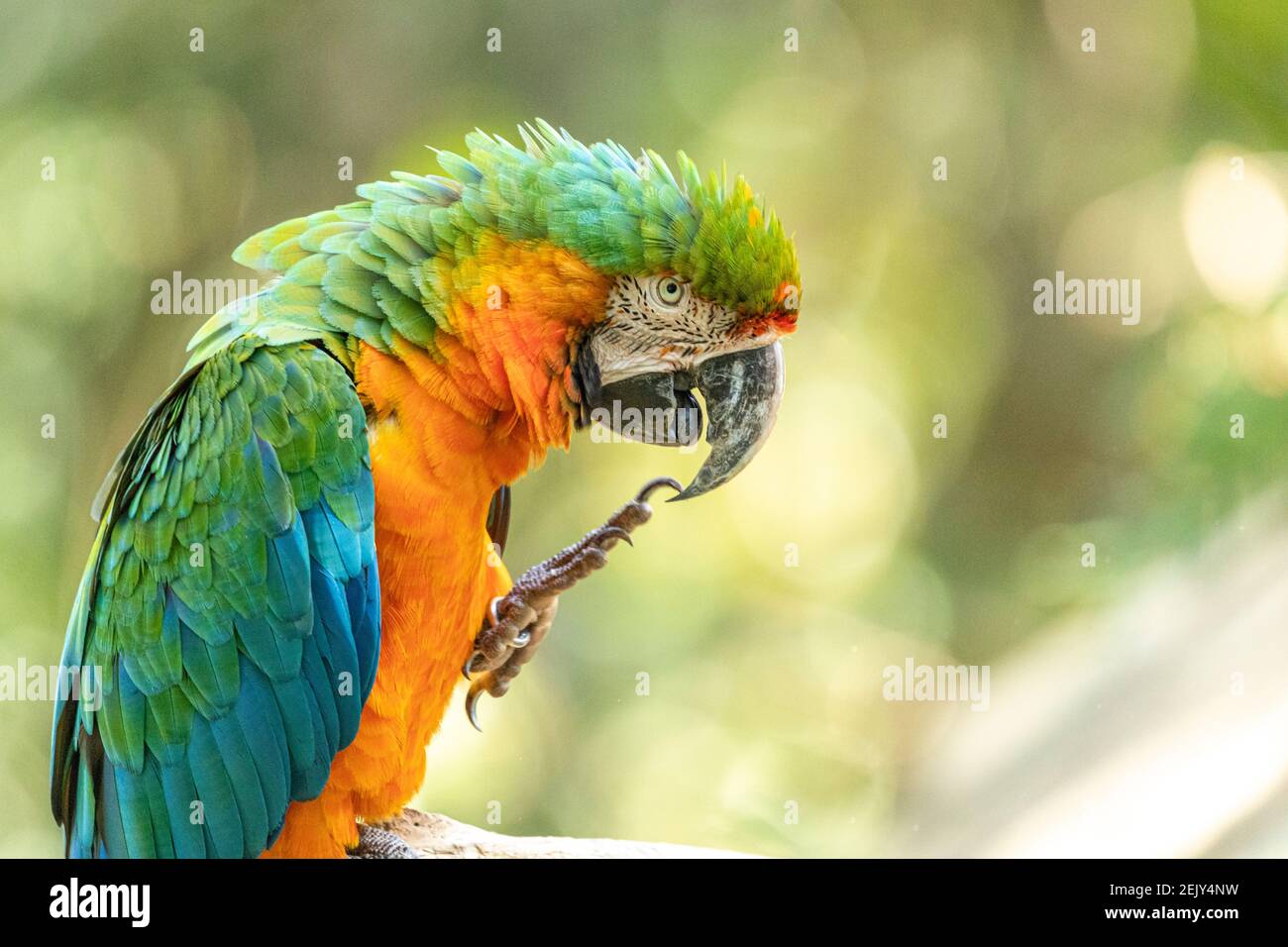 Hybrid macaw. This specimen was a result of the crossbreeding of a ...