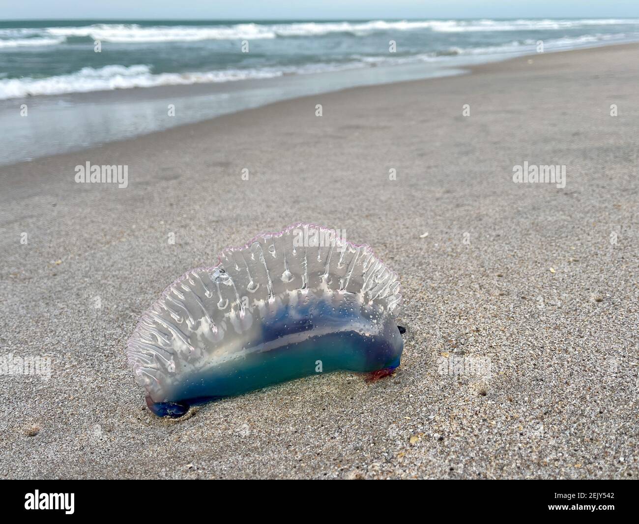 A Portuguese Man o War jellyfish laying on a Atlantic Ocean beach in ...