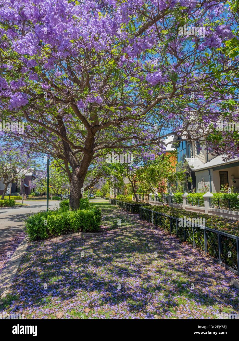Jacaranda trees blooming hi-res stock photography and images - Alamy