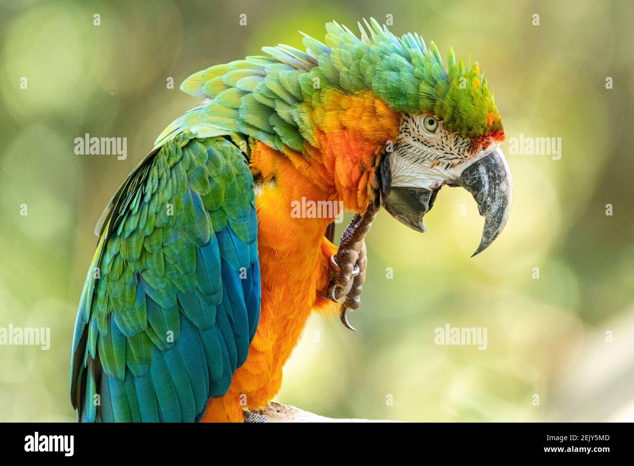 Hybrid macaw. This specimen was a result of the crossbreeding of a ...