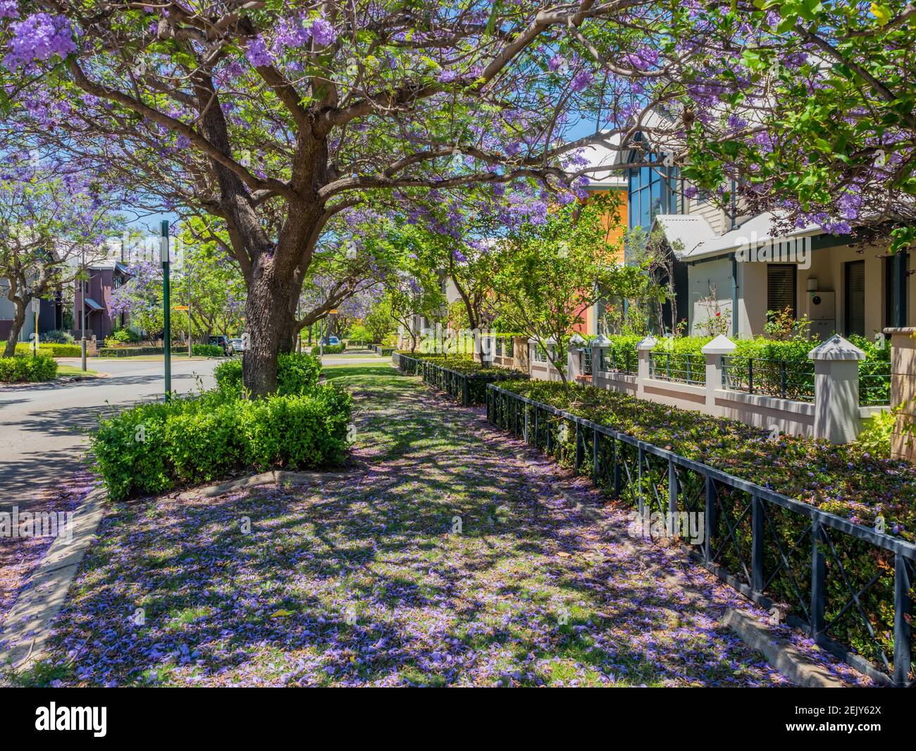 Jacaranda trees blooming in front of townhouses in the suburb of ...