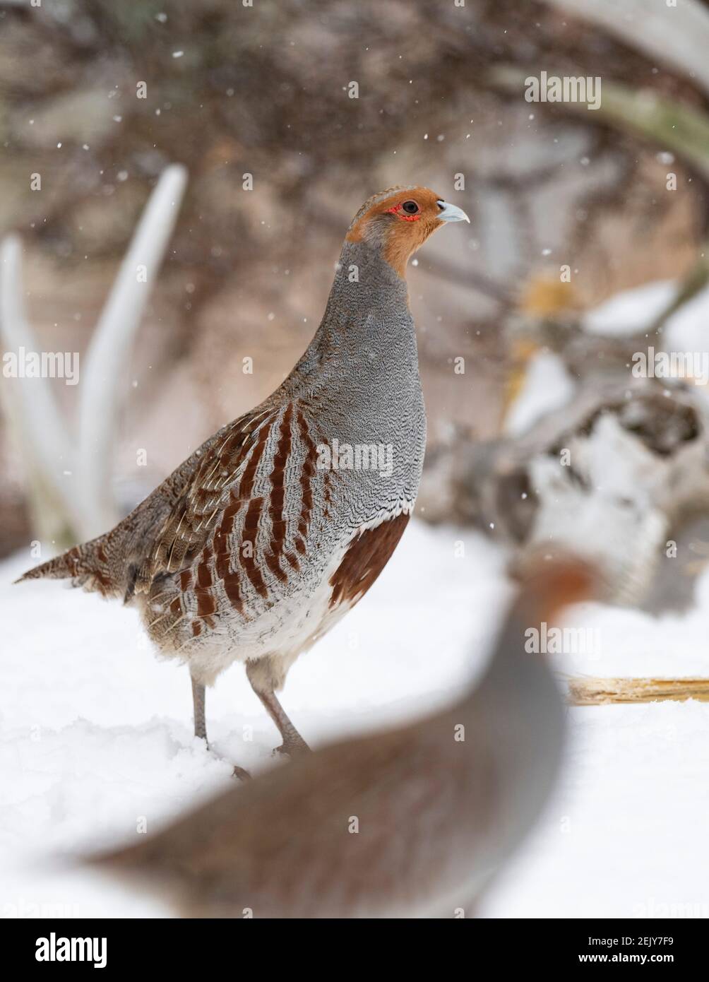 A Grey Partridge in the snow on a winter day in North Dakota Stock ...