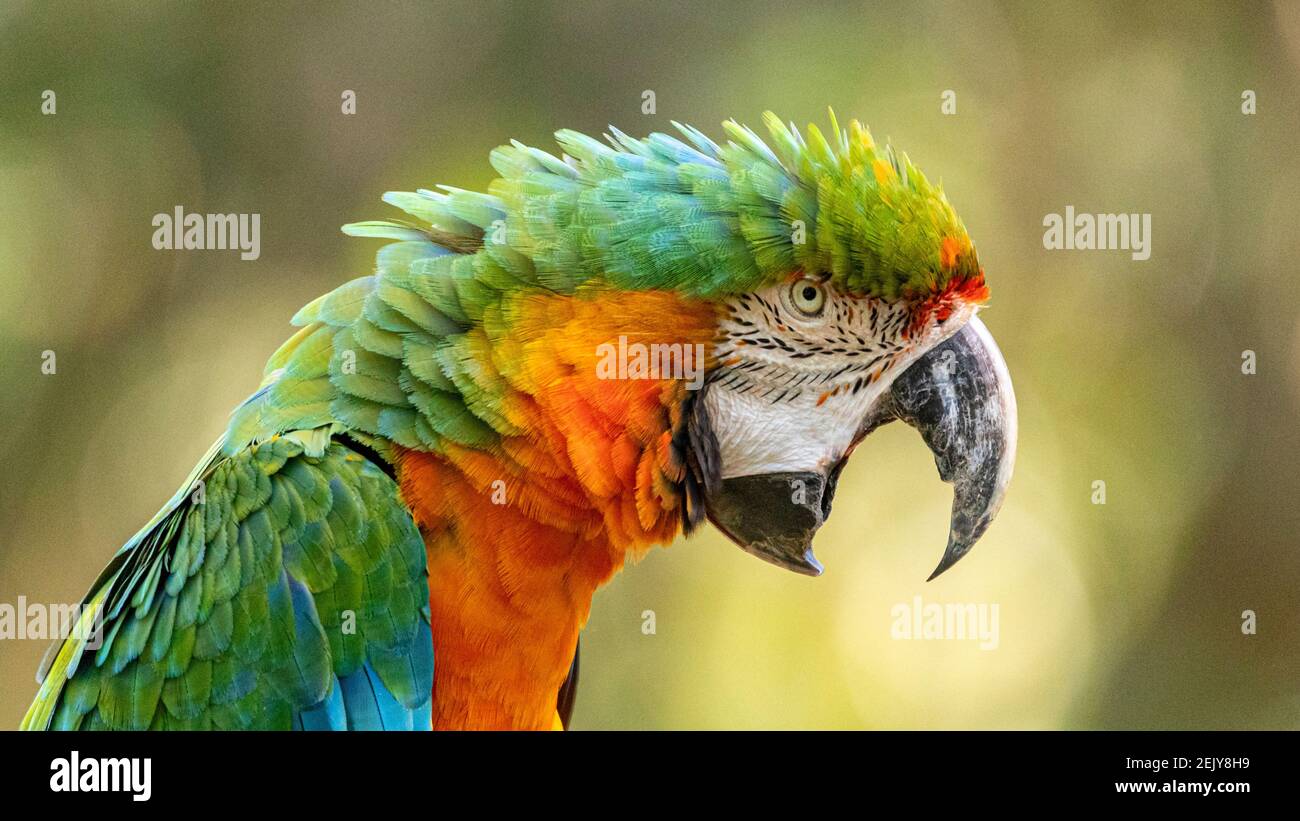 Hybrid macaw. This specimen was a result of the crossbreeding of a ...