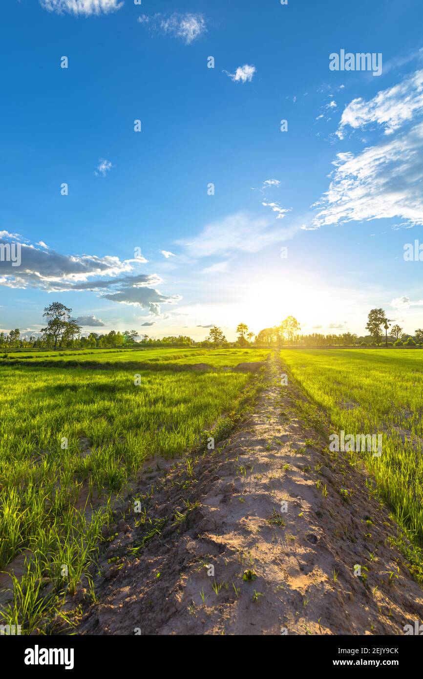 Rice field and blue sky beautiful cloud Stock Photo - Alamy