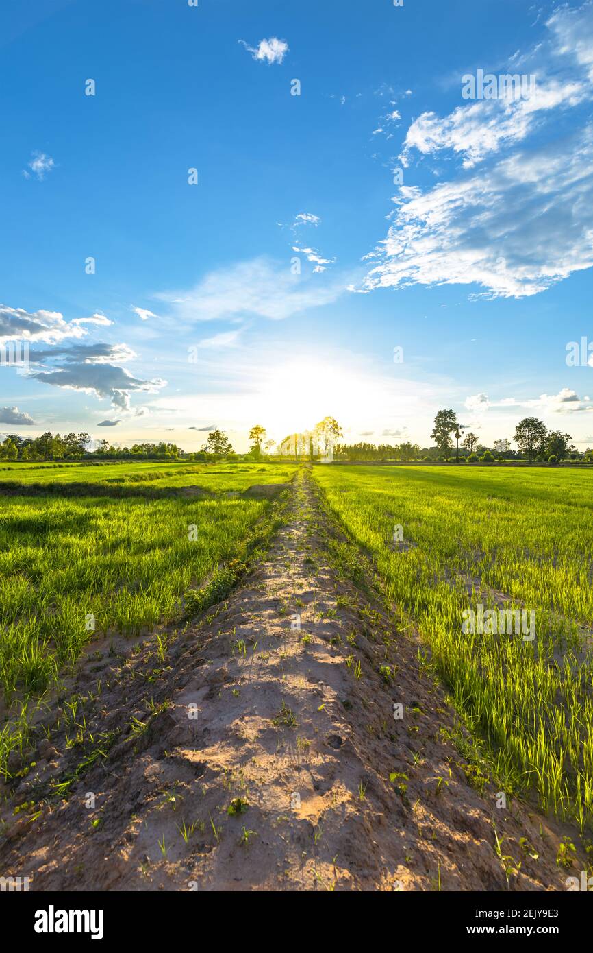 Rice field and blue sky beautiful cloud Stock Photo - Alamy