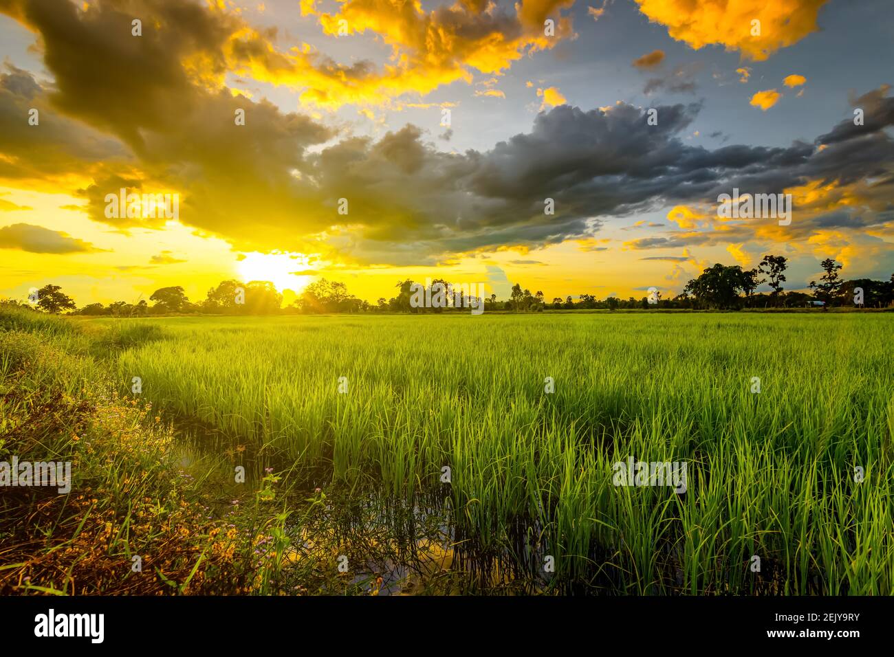 Rice field and sky background at sunset time Stock Photo - Alamy