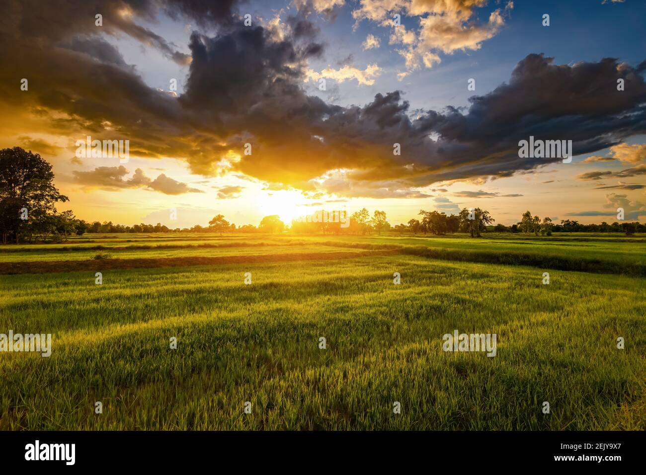 Rice field and sky background at sunset time Stock Photo - Alamy