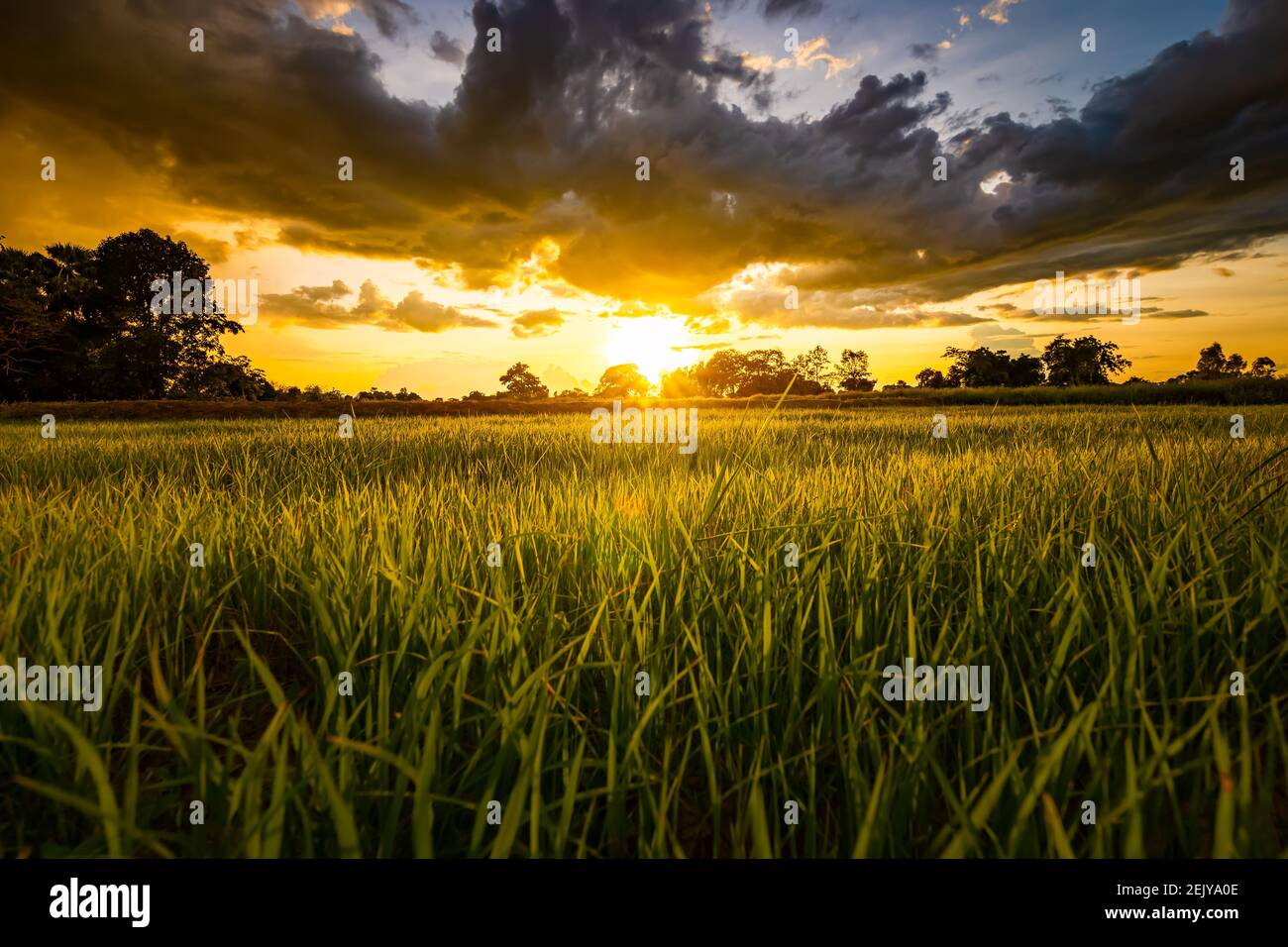 Rice field and sky background at sunset time Stock Photo - Alamy