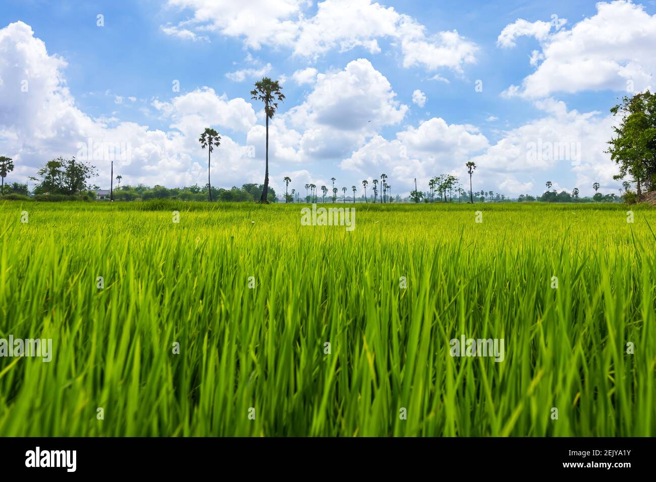 Rice field and blue sky beautiful cloud Stock Photo - Alamy