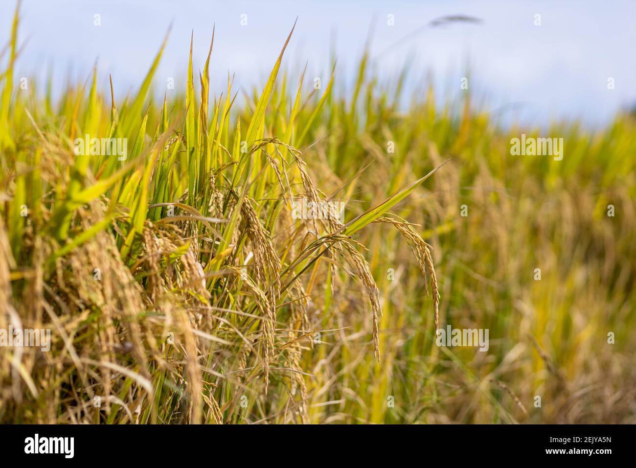 Agriculture golden rice field under blue sky at contryside. farm ...