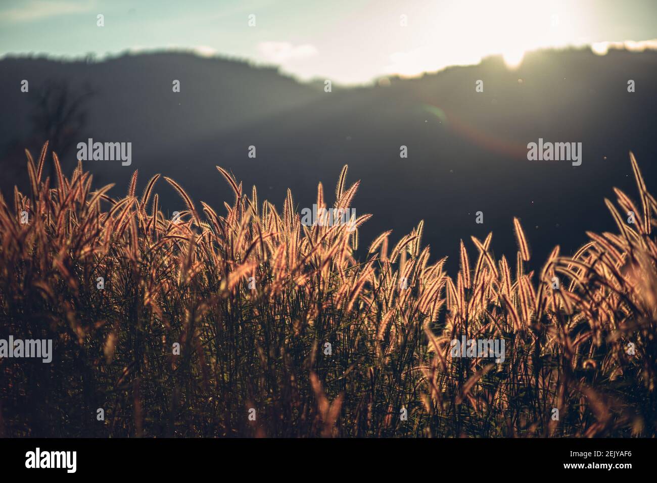 Beautiful grass flower field and light of sun. Background and texture ...